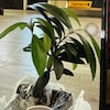 Bacuri Bacurizinho Garcinia Acuminata Mangosteen Tropical - Etsy