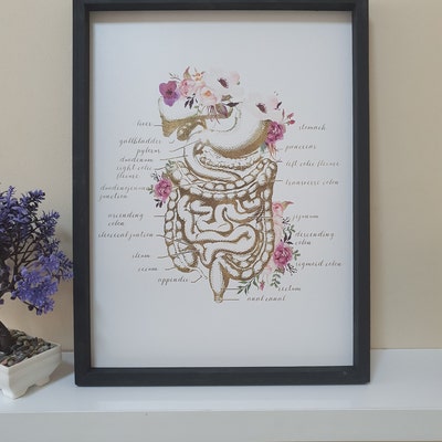 Digestive System Anatomy Print, Anatomical Poster, Digestive Tract ...