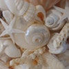 Bittersweet Clam Seashells 25pc - Etsy