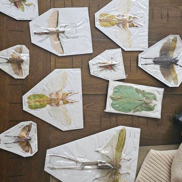 Spider Scorpion Collection All A-1 Different Species Full Data 8X12 ...