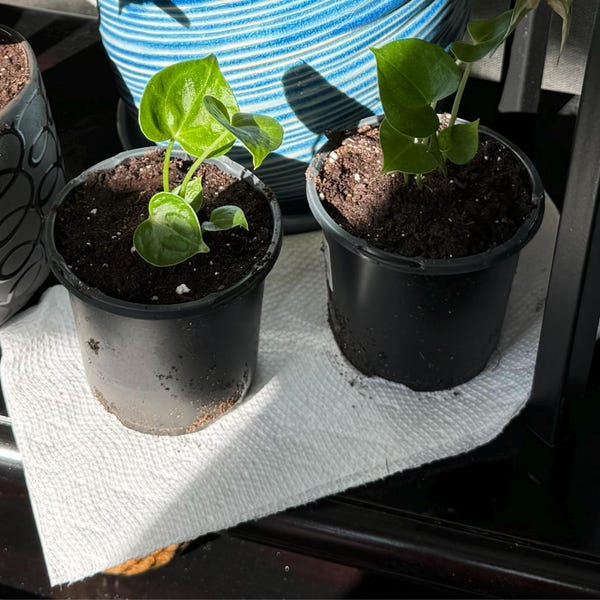 Philodendron White Princess 2 Starter Plant ALL STARTER PLANTS Require ...
