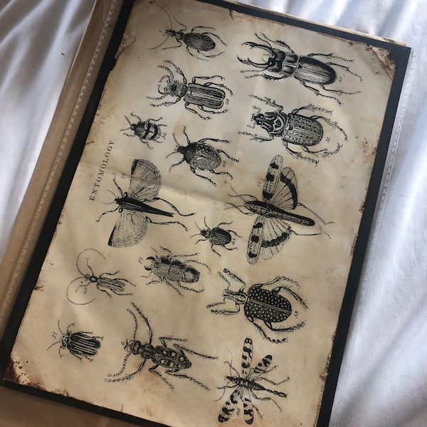Victorian Entomology Illustration - Hand Aged Art Print A4 Size. - Etsy