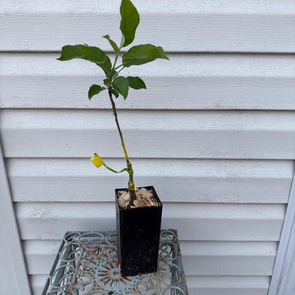 6-10” Tall Golden Sentinel Columnar Apple Tree Grafted, Roots Wrapped ...