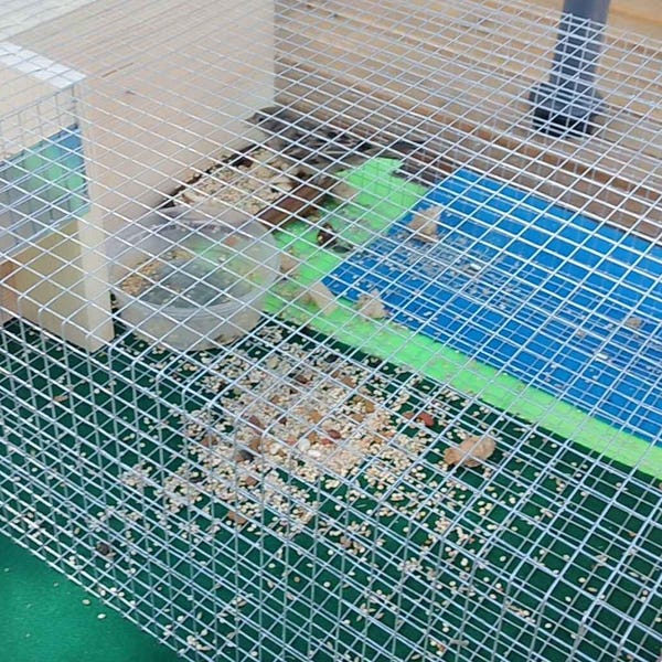 Original Deluxe Repeating Sparrow Trap (full Copyright Directions ...