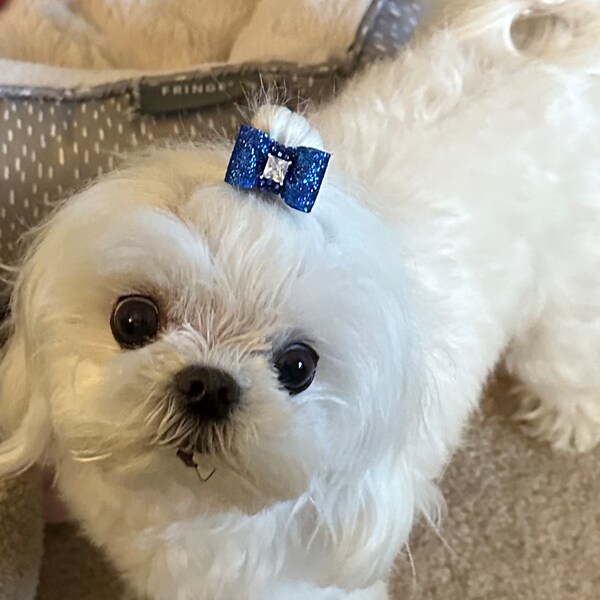 RED SCALLOP Show Bow for Dogs, 5/8 or 7/8 Dogform Bows, Luxury Dog Bows ...