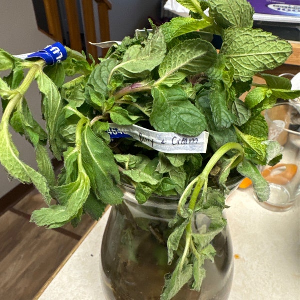 Cissus Quadrangularis, Veldt Grape, Devil's Backbone, Cucumber Cactus ...