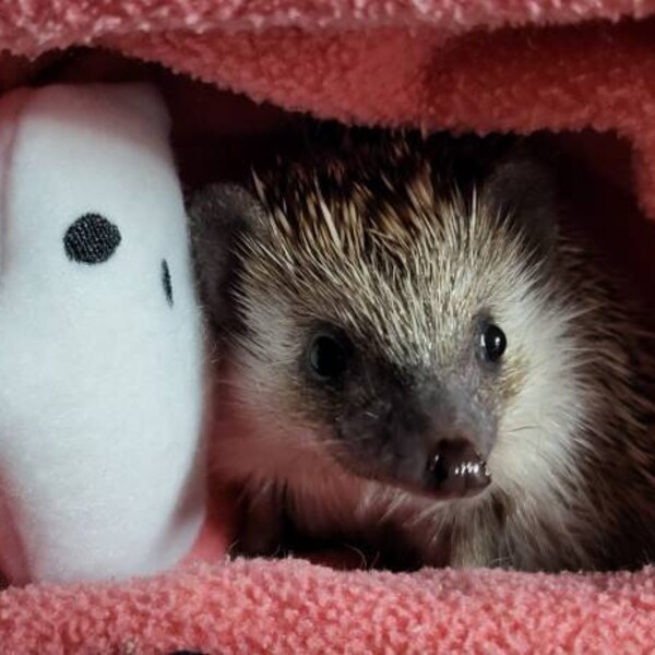 Ball Python Pastel Watercolor Snake A Plushie Stuffed Animal Friend ...