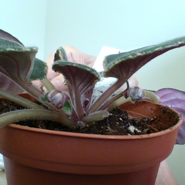 Sora Fuzzy Face African Violet Live Plant, Young Starter in a 4" Pot ...