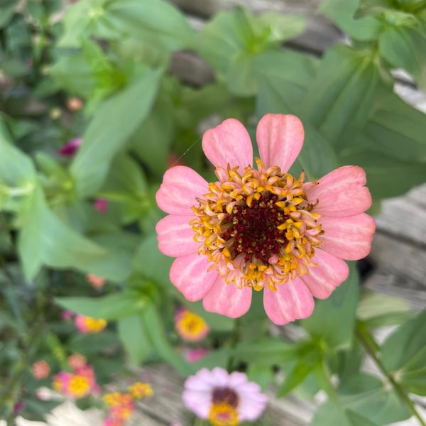 Merlot Red Scabiosa Seeds, Cut Flower Seeds - Etsy