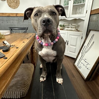 Peach Lilac Julep Beaded Dog Collar Personalized, Spring Pastel Glam ...