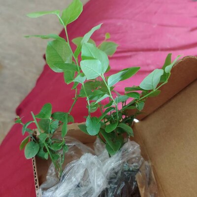 Jewel Blueberry Bush Jewel Southern Highbush Blueberry Live Blueberry ...