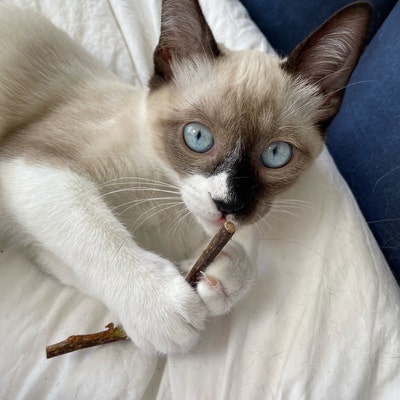 Cat Printable Party Mask Digital Instant Download Kitty - Etsy