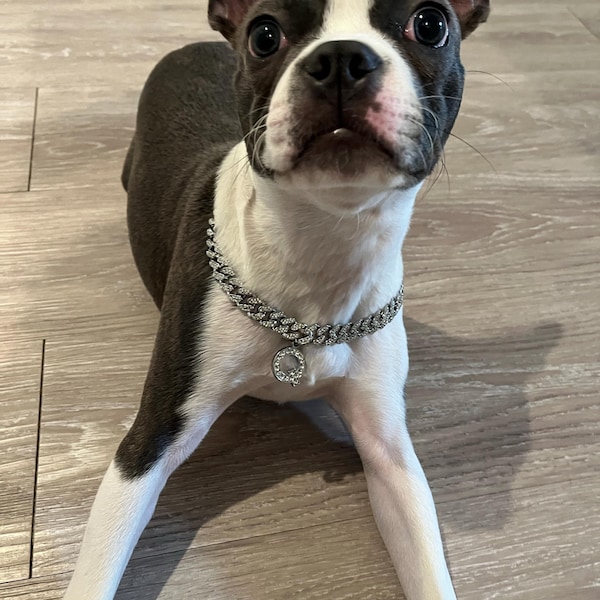 Personalized Cuban Chain, Cuban Chain Dog, Gold Chain Dog,id Link Dog ...