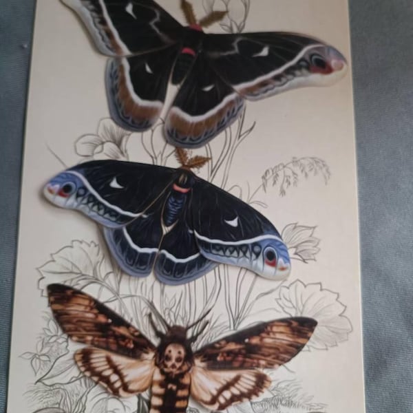 Giant Paper Atlas Moth for Halloween, Double-sided Butterfly Paper-cut ...
