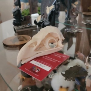 Siamang Black-furred Gibbon Skull Replica museum Quality - Etsy
