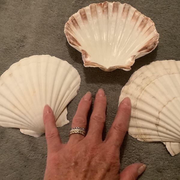 White Screw Shells 3-8cm Unicorn Horns Spiral Shell Beach Wedding ...