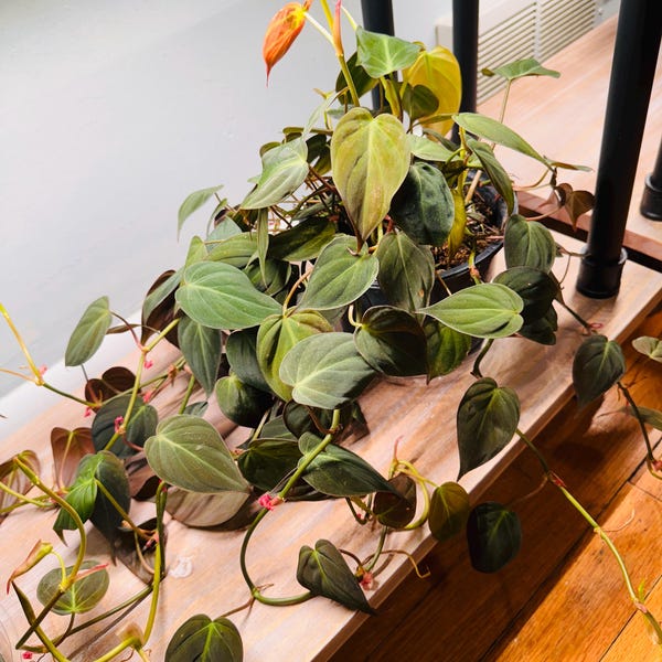 Mican Philodendron | Velvet Leaf Philo | Indoor & Outdoor Live Tropical ...