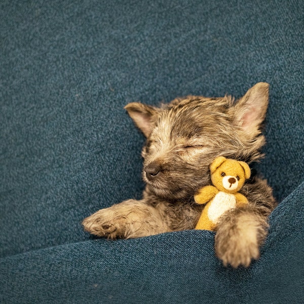 Cream Teddy Bear Stuffy; Newborn Photography Prop; RTS - Etsy