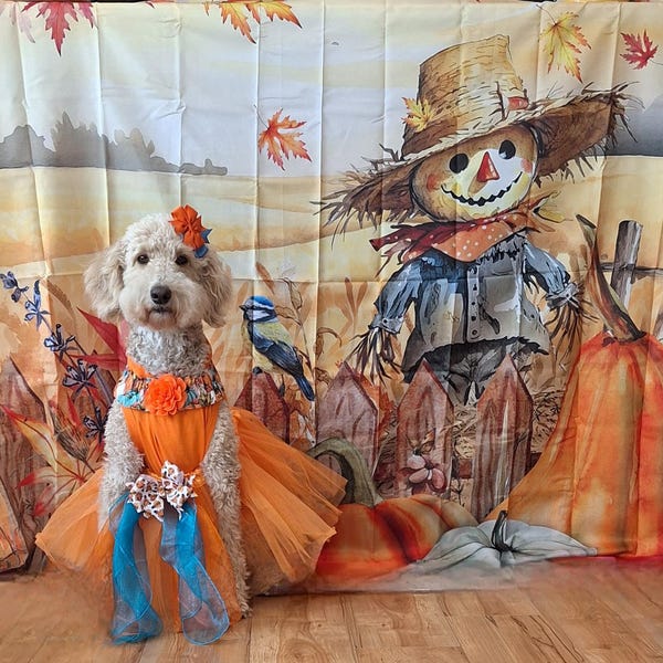 Dog Ruffle Collar, Budding Blooms Dog Scrunchie Collar With Pink ...