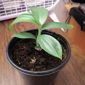 Thalia Geniculata Seeds 5 Pcs Rare Aquatic Plant, Water Garden ...