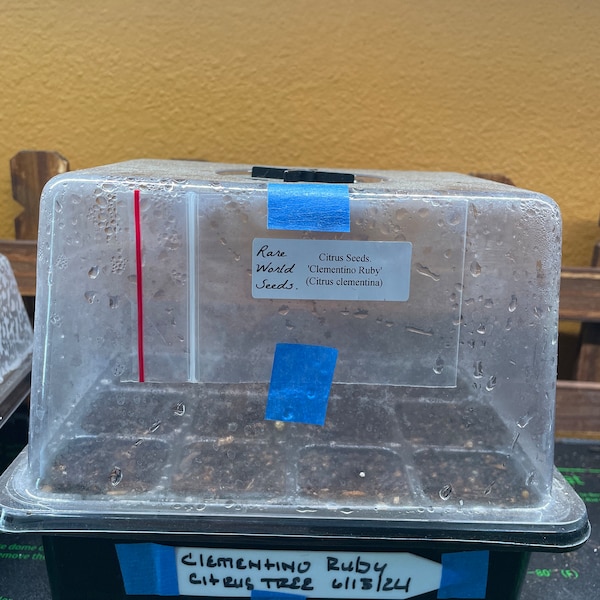 From Japan VERY RARE: 'hararasp' raspberry Tree Raspberries Growing on ...