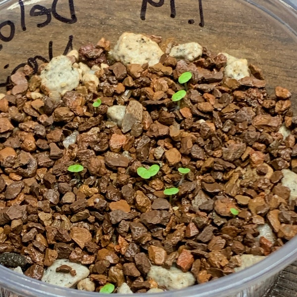 Delosperma napiforme / 20 zaden - Etsy Nederland