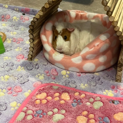 Cuddle Cup W/pee Pad Customizable 10x5 - Etsy