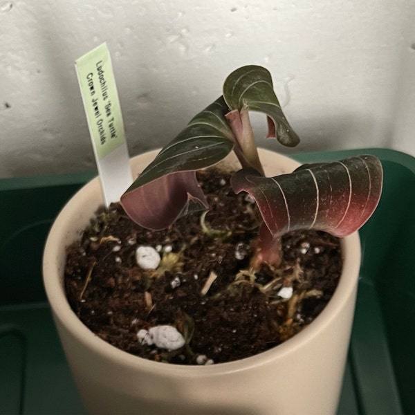 Large Size Jewel Orchid, Ludochilus 'sea Turtle', Live House Plant ...