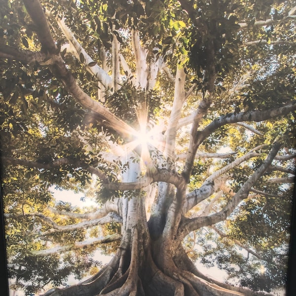 Tree of Life Greeting Card, Sun Through Tree, Oak Tree Roots, Sunshine ...