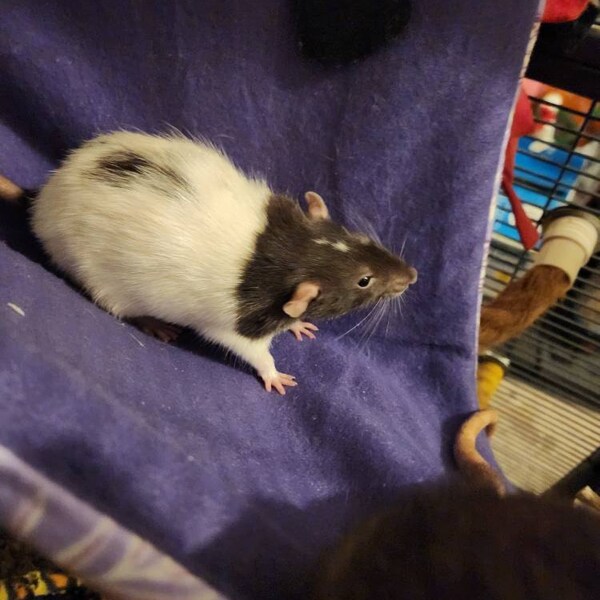 Mismatched Rat Cube Hammock UGLY DUCKLING Random rat Bed, Rat Cage Set ...