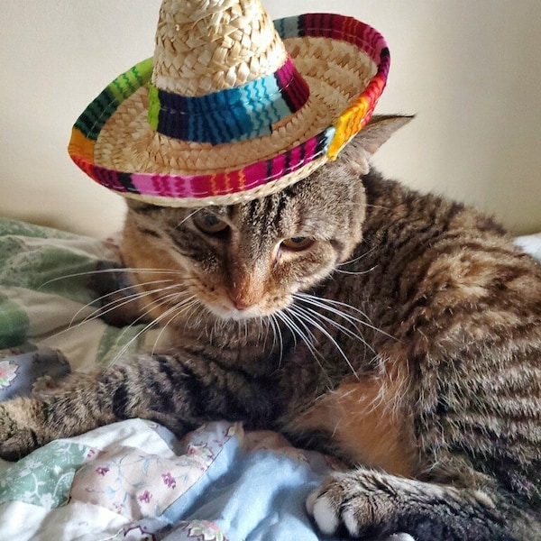 Cat Sombrero Mexican Cat Hat Dog Hat FREE SHIPPING - Etsy