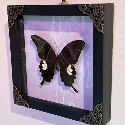 Real Framed Giant Actias Luna Moth 3D Floating Shadow Box Insect ...