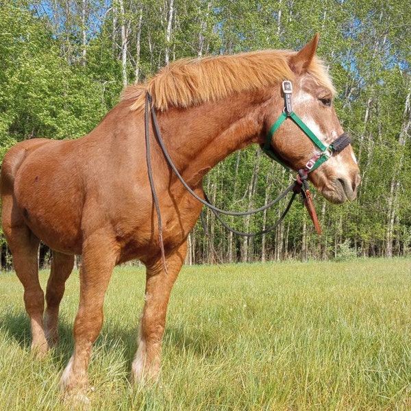 Yacht Rope Sport Mecate Reins W Poppers Use With Slobber Straps Snaffle ...