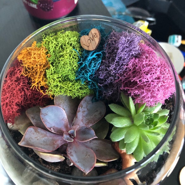 Rainbow Succulent Terrarium Kit, Rainbow Planter, Terrarium Kit, Cactus ...