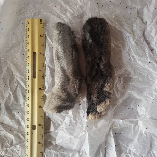 Red Fox Paw Articulation - Etsy