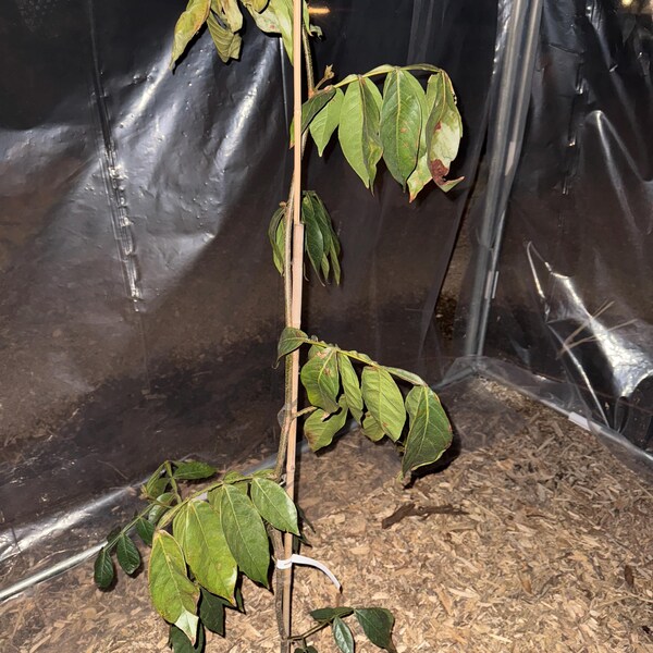Tall Grafted 'giant Fuyu' Persimmon Tree - Fast Fruit Bearing - Rare ...