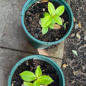 HYDRANGEA MACROPHYLLA 'FIREFLY' - Starter Plant -- Cutback/dormant ...