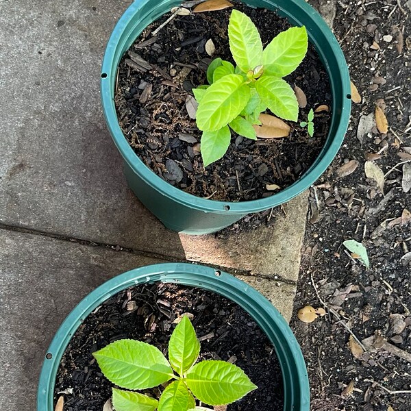 HYDRANGEA MACROPHYLLA 'FIREFLY' - Starter Plant -- Cutback/dormant ...