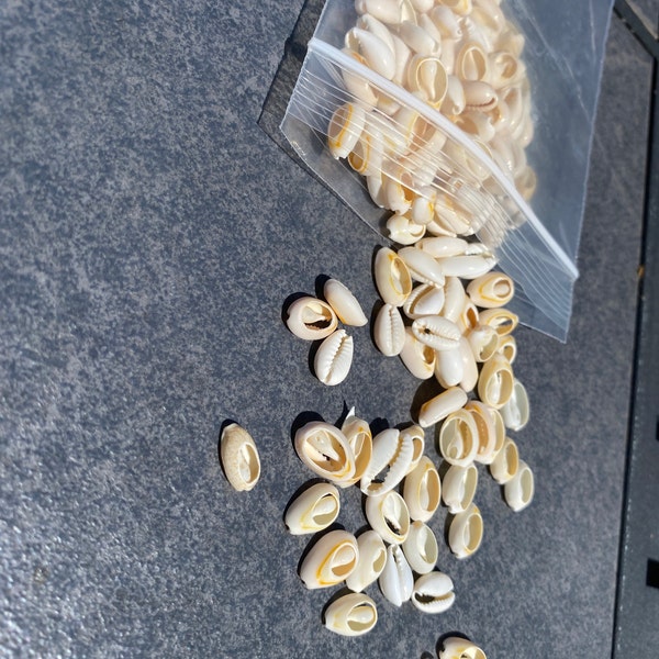 50 Small Cowrie Shell, Natural Sea Shell - Money Shell Bead, Cut Back ...