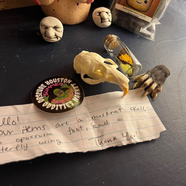 Bone, Skulls, and Oddities Mystery Bag - Etsy