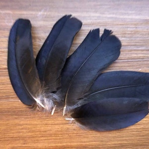Set of 6 Mini Hooded Crow Wing Feathers Small Feathers, Black Feathers ...