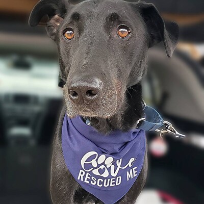 Ball-less & Flawless Dog Bandana, Funny Dog Bandana, Neuter Bandana ...