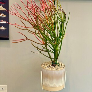 Pencil Plant RED Fire-sticks, Rooted Plant for Fairy Gardens, Shade and ...