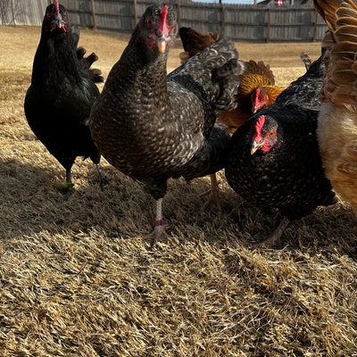 Personalized Chicken or Bird Leg Band, Name Band - Etsy