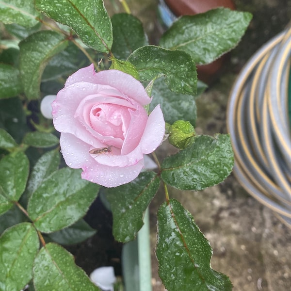 Climbing Blue Moon - Lilac Climbing Rose - Potted 4 Litre - Etsy UK