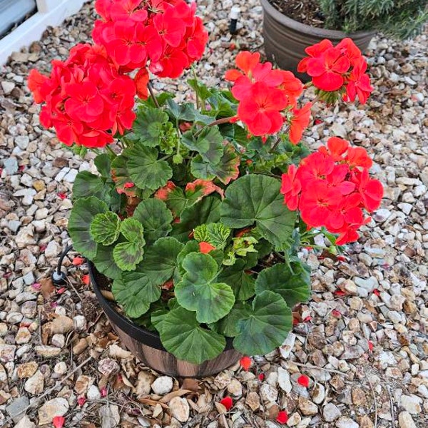 Geranium Seeds Geranium Horizon Red 15 Seeds F1 Hybrid Flowers - Etsy