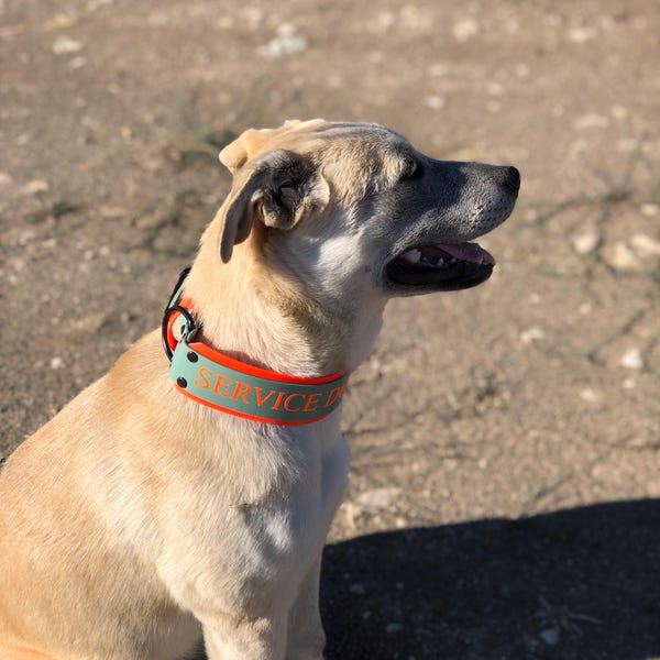 2" Inch Biothane Dog Collar With Text and Handle - Etsy