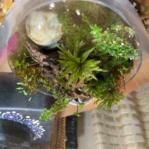 High Quality Sheet Moss/brocade Moss hypnum Imponens WASHED, No Bugs ...