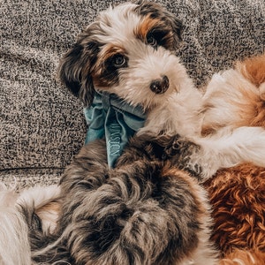 Celeste Embroidered Birthday Crown for Dogs First Birthday Crown Custom ...