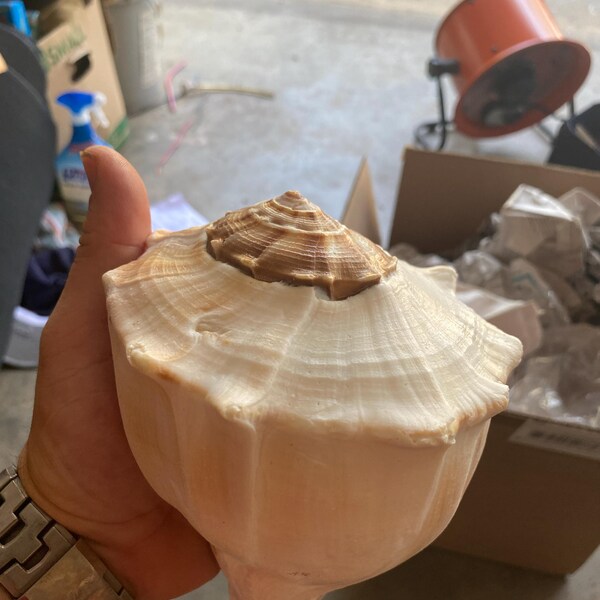 RARE* ALBINO/ ALBINISM Juvenile Florida Fighting Conch, Lightning Whelk ...